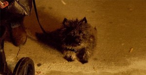 ‘Mr. Robot’ Dog Flipper’s Backstory Revealed! | Movie Paws