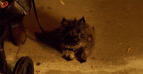 Owls, Snakes and Unicorns: The Animals of ‘Blade Runner’ | Movie Paws