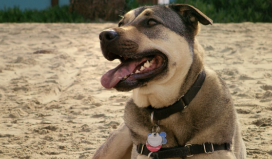 ‘Rescue Dogs’ Movie Helps Real Rescue Dogs | Movie Paws