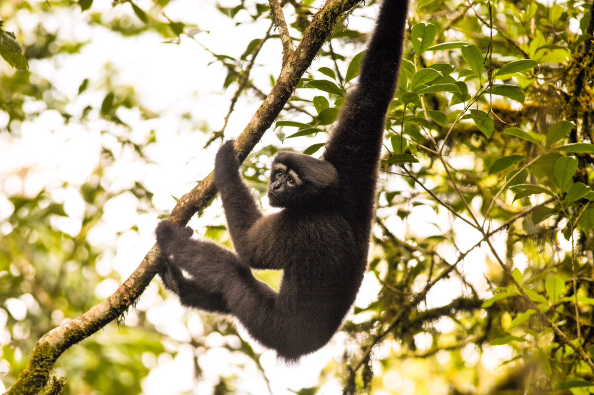 Mark Hamill ‘Giddy’ Over New ‘Star Wars’ Gibbon | Movie Paws