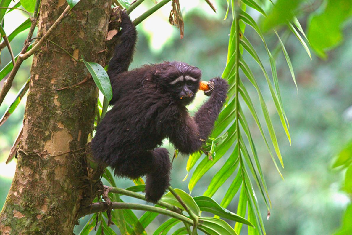 Mark Hamill ‘Giddy’ Over New ‘Star Wars’ Gibbon | Movie Paws