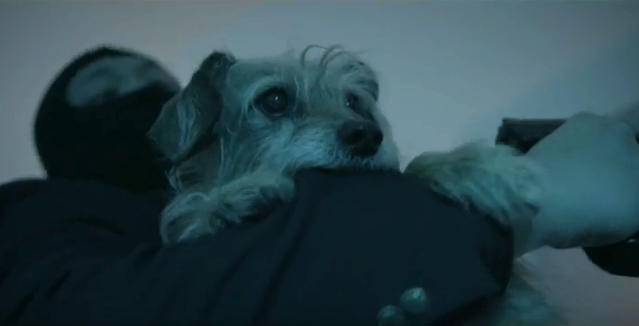 ‘Dog Wick’: Gun-Toting Dog Avenges John Wick in Hilarious Video | Movie ...