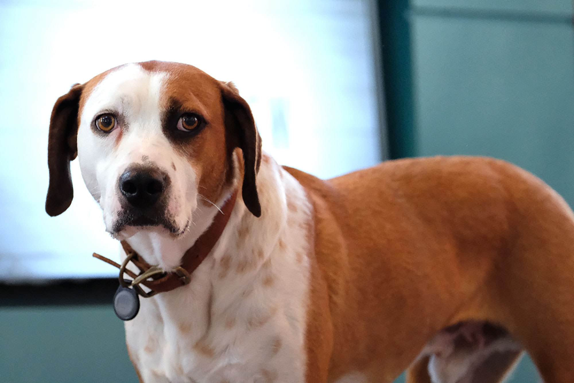 Meet Ned, the Canine Star of ABC’s ‘Downward Dog’ | Movie Paws