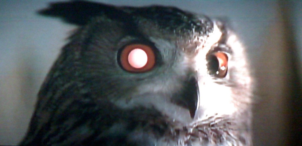 Owls, Snakes and Unicorns: The Animals of ‘Blade Runner’ | Movie Paws
