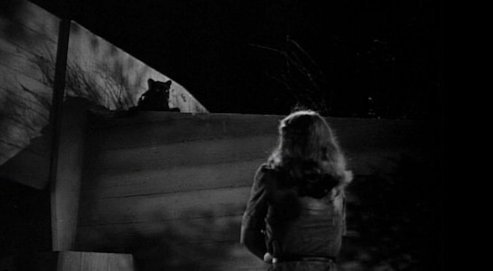 Top 13 Black Cats in Horror Movies | Movie Paws