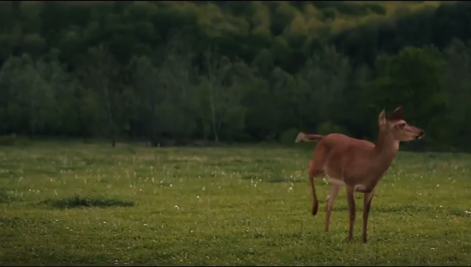 Is the Deer in ‘Three Billboards’ Real or CG? | Movie Paws