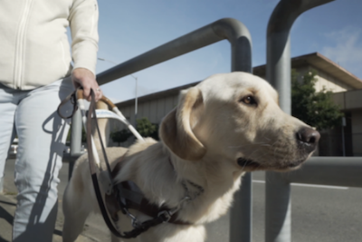 Review: ‘Pick of the Litter,’ a Moving Look at the Guide Dogs for the ...