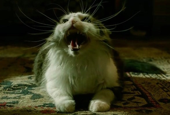 All About Pandora the Cat in ‘The Shape of Water’ | Movie Paws