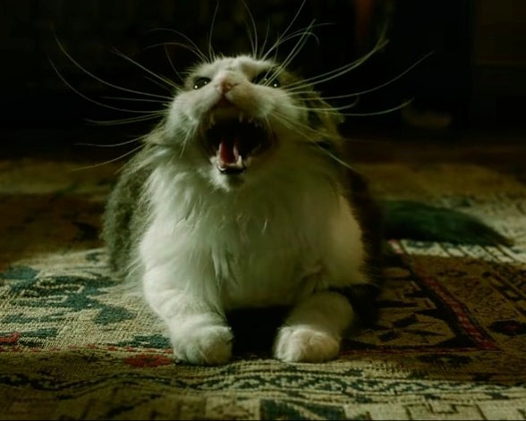 All About Pandora the Cat in ‘The Shape of Water’ | Movie Paws