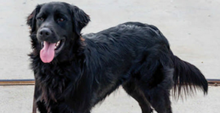 Six Facts About Fortinbras the Dog in ‘A Wrinkle in Time’ | Movie Paws