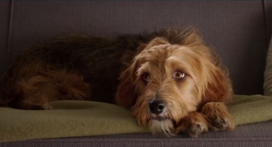 Meet the Dogs (and Dog-Loving Stars) of ‘Dog Days’ | Movie Paws