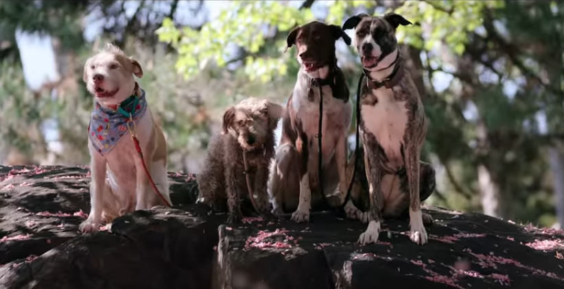 Watch the Heart-Tugging Trailer For Netflix’s New Documentary Series ...