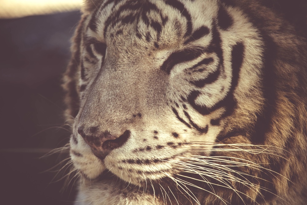 Must-See Animal Movies of 2019 | Movie Paws