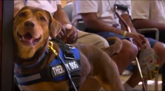 ‘A Dog’s Way Home’: All About Shelby, the Dog Who Plays Bella | Movie Paws