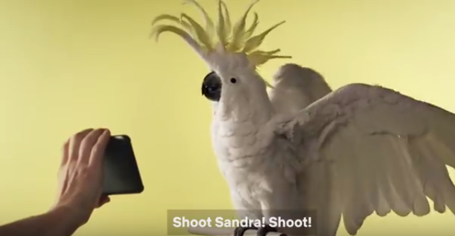 Watch Real Birds Audition For (and React To) ‘Bird Box’ | Movie Paws