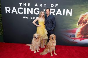 All About the Dogs Who Play Enzo in ‘The Art of Racing in the Rain ...