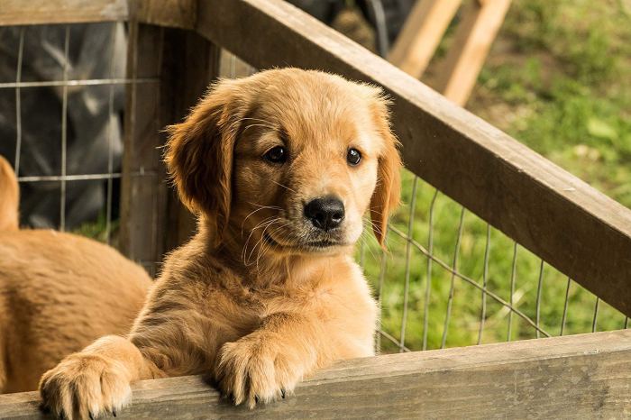 All About the Dogs Who Play Enzo in ‘The Art of Racing in the Rain ...
