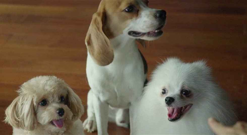 About Those Pampered Dogs in ‘Parasite’ | Movie Paws