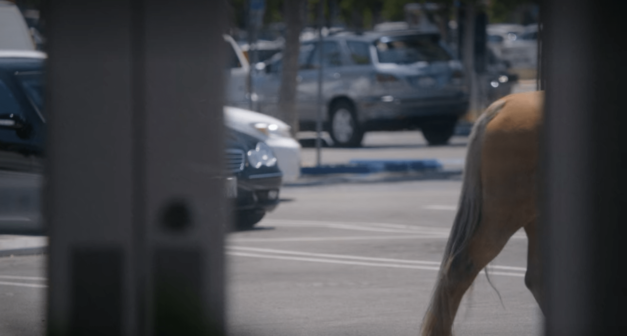 Why Alison Brie’s Character Is Into Horses in ‘Horse Girl’ | Movie Paws