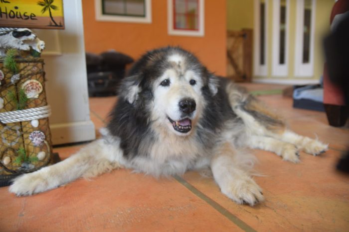 Review: ‘Seniors: A Dogumentary’ Celebrates Old Dogs and the People Who ...