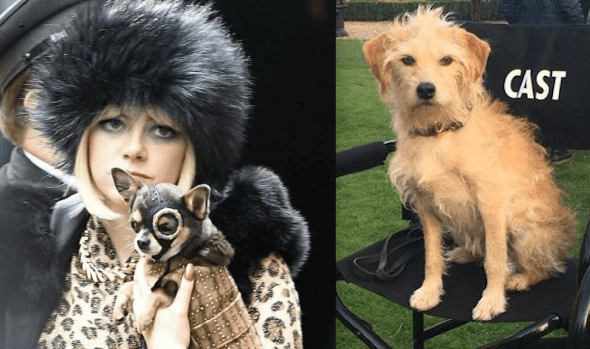 Winking Dog Adoption Update “Wink (formerly Iris) Update: Wink