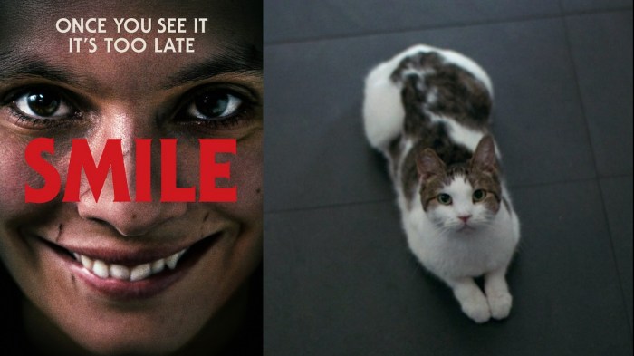 cats | Movie Paws